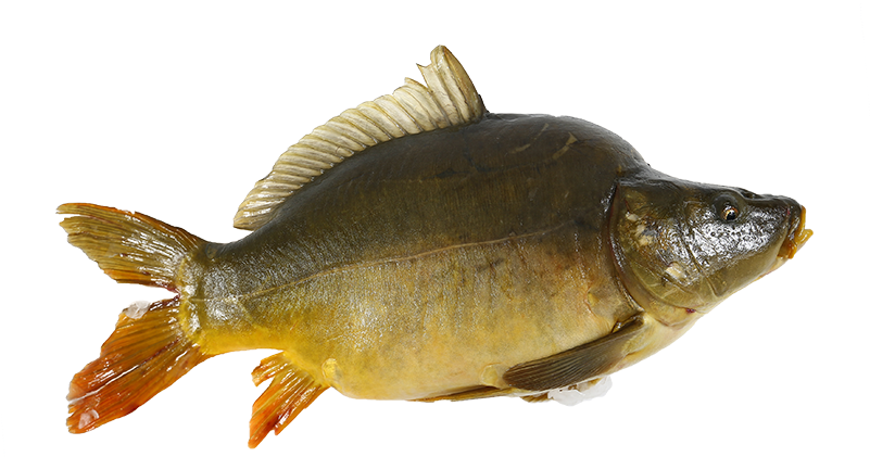 [100+] Carp Wallpapers for FREE | Wallpapers.com
